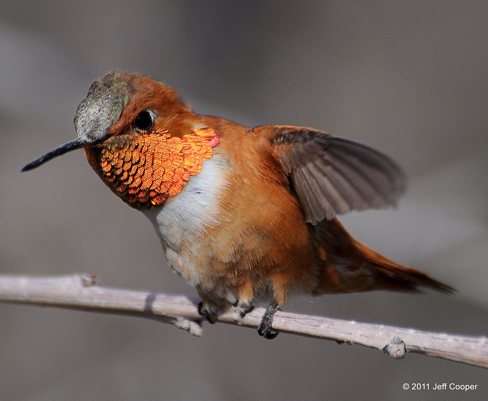 NeoVista Birds and Wildlife: Cast Your Vote For Utah's Top Ten Birds