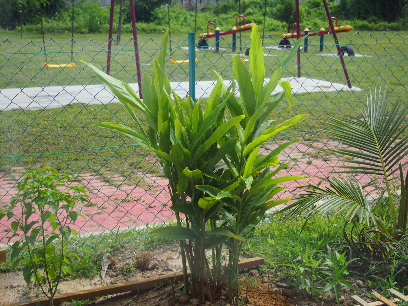puteri manja: Hasil petikan di taman herba