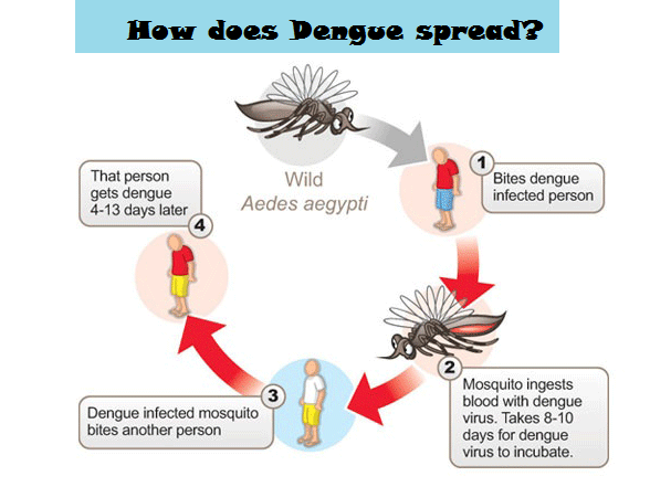 MyTownPharmacy: 6 facts about Dengue | How much do you know?
