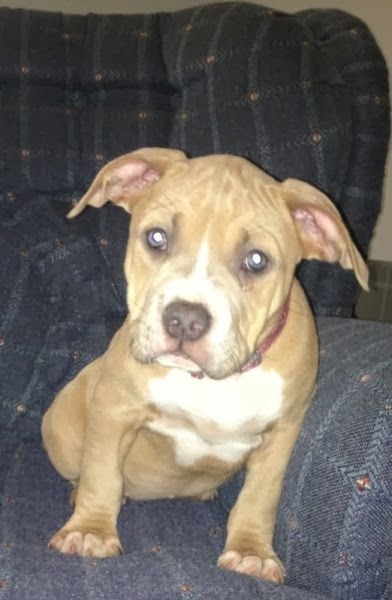 UKC ADBA ABKC registered FEMALE pitbull puppy | Puppies For Sale
