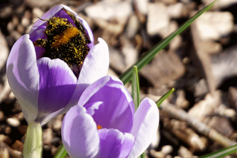 Galanthus : Bumblebees, Winter Sun & Crocuses