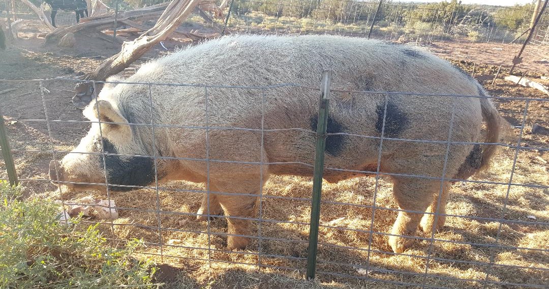 The Wizard Of Oz: Of Pigs, Prayer, and Pitbulls