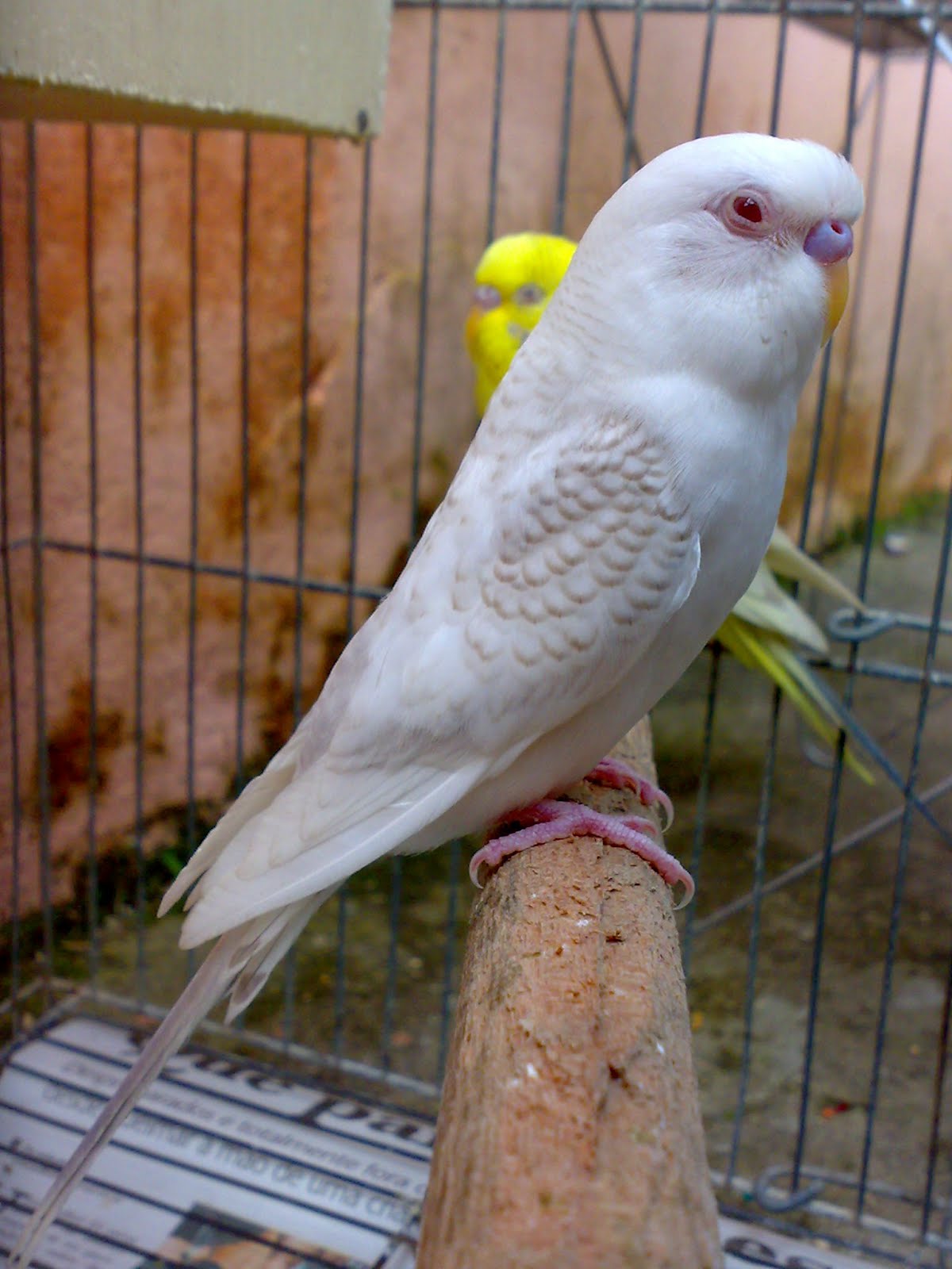 Raridade: Rendado(lacewing) e Fulvo(fallow) ~ Pernambuquitos