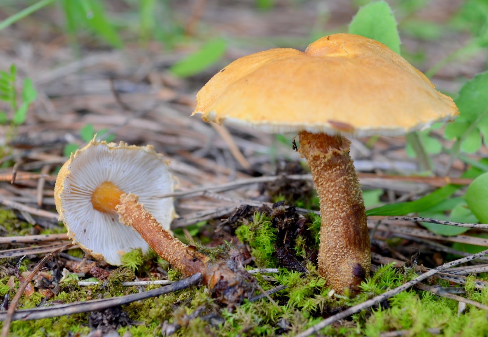 Setas Extremadura : Cystoderma Fallax