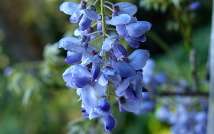 GLICINIA (Wisteria) Cómo conseguir una floración exuberante