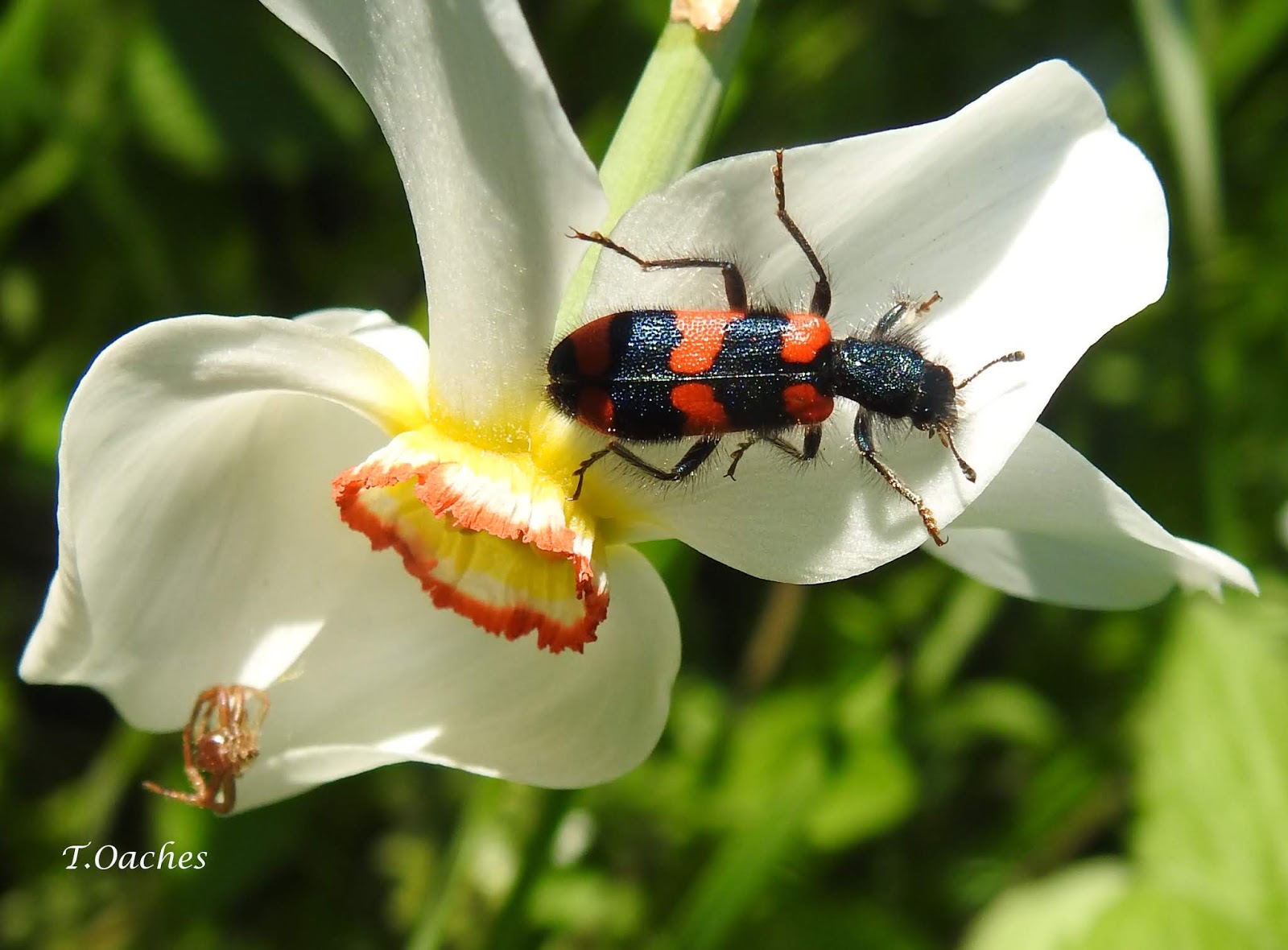 PASARI DIN ROMANIA: INSECTE (1 bis) - continuare