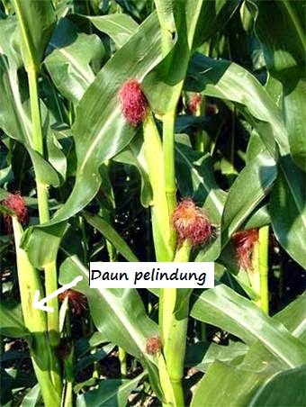 Morfologi Tumbuhan: BUAH (FRUCTUS)