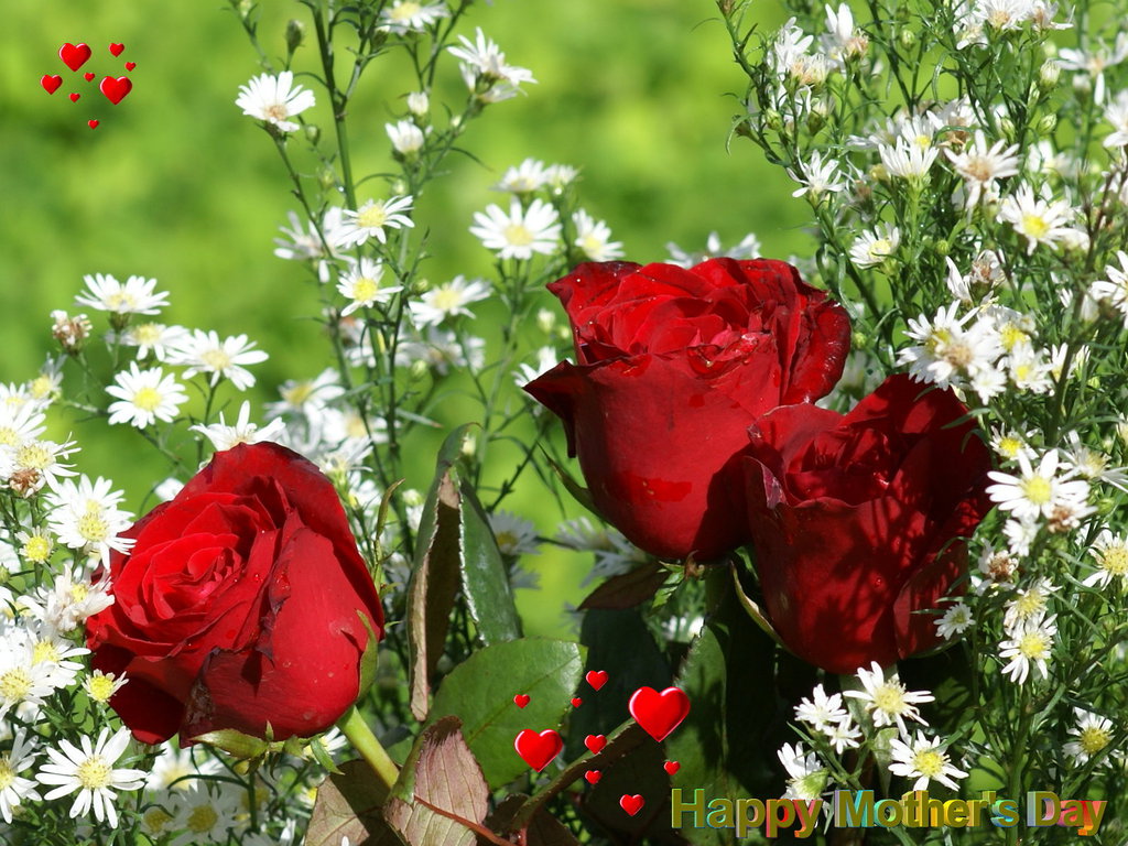 Amazing Red Roses Love Wallpapers And Backgrounds | Amazing Information