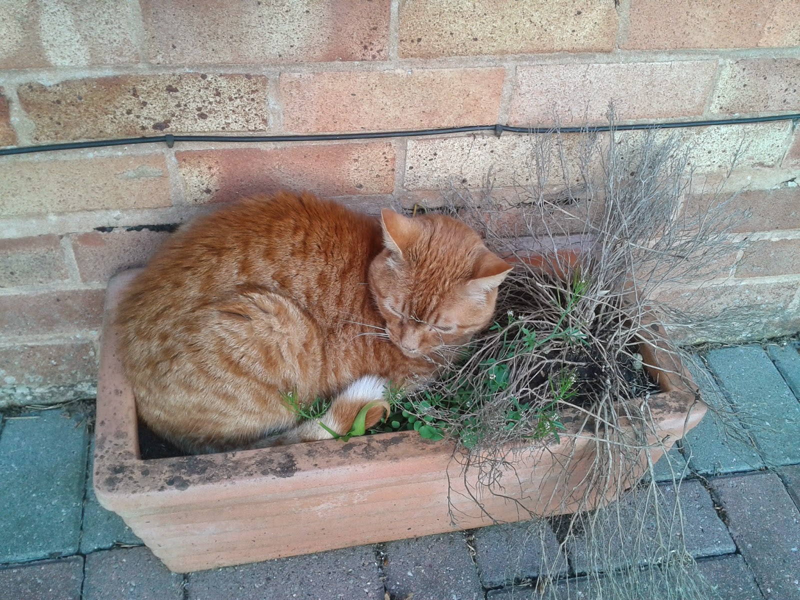 Escape Arts Blog: How to... Grow a Cat Plant