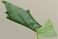 Leaf Roller in Cotton Crop - Agri Tech Guru
