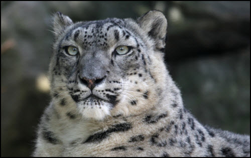 Mountain Seer: Mountain Wildlife in Afghanistan Survive Conflict Zone ...