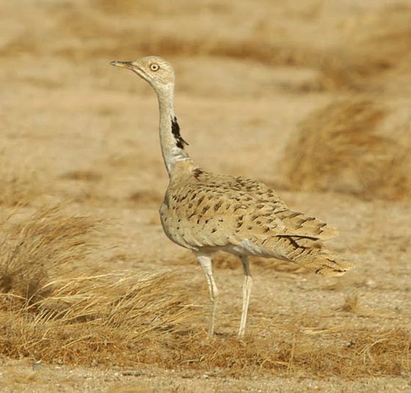 Taloor is Siberian bird in Mankera desert