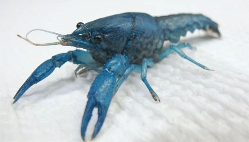 Marmorkrebs, Mutan Air yang Beranak Tanpa Kawin | RE Tawon