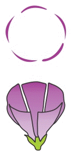 Different Types Of Aestivation In Plants | Biology Blog