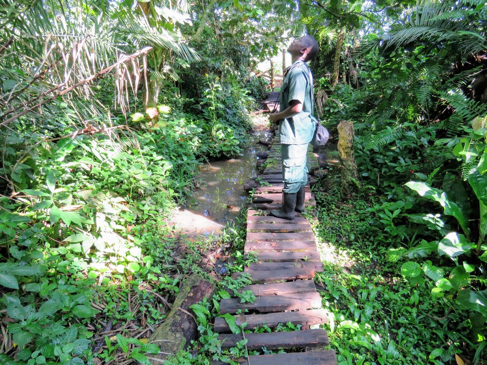 What's It Like to Visit Bigodi Wetlands Sanctuary on a Trip to Uganda?