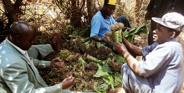 Jambo from Mombasa: Miraa - Kenyans' stimulant of choice