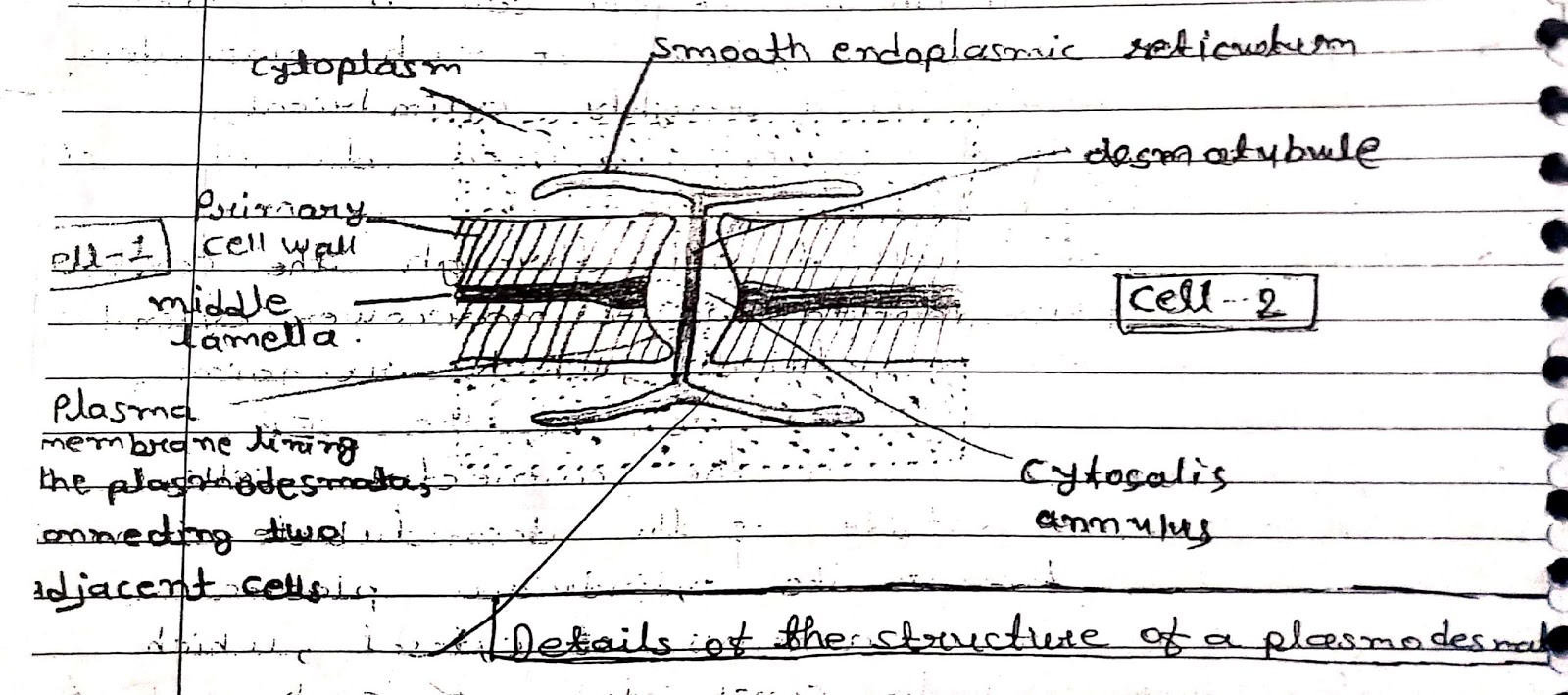 Notes on Ultrastructure of cell wall, Plasmodesmate standard 11-12 B.Sc ...