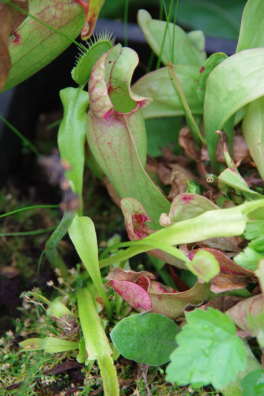 Birds of the Heath: A perfect Summer for insectivorous plants