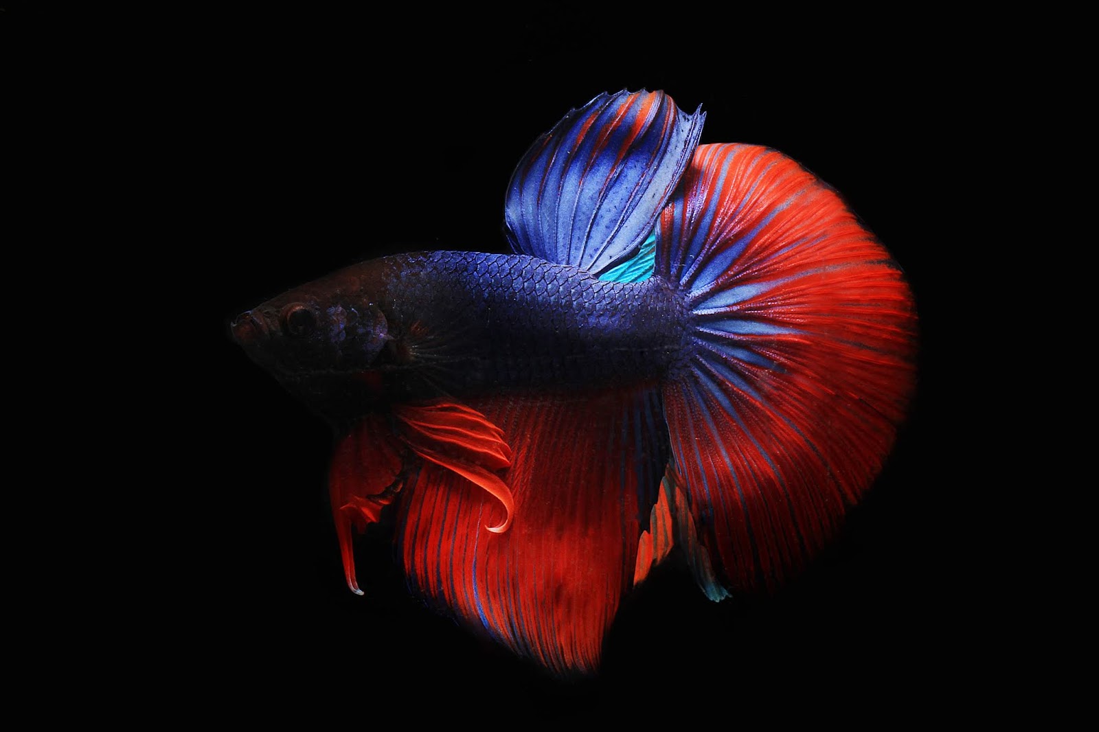 Betta splendens (Peixe Betta): Betta splendens (Peixe Betta)