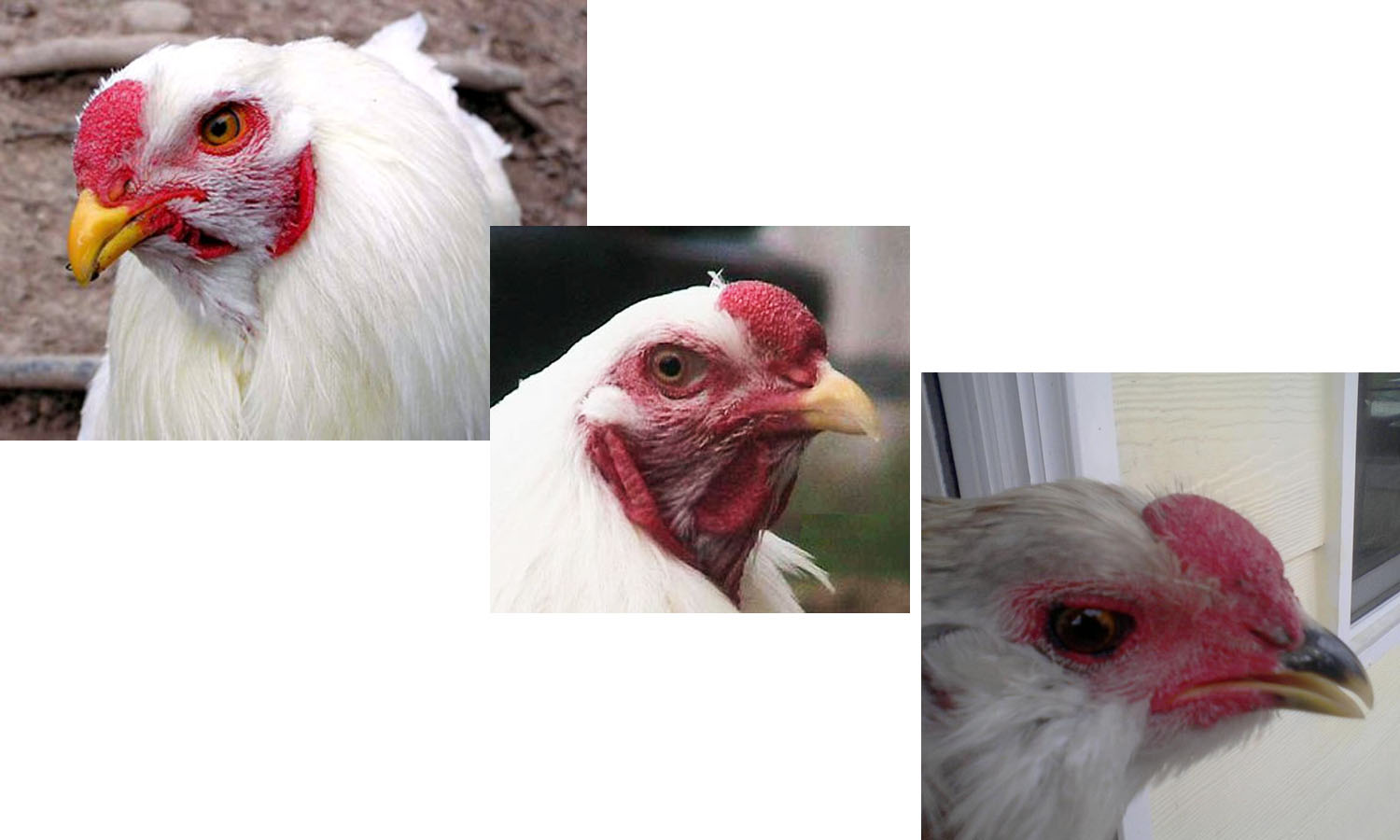 Jenis Jengger atau Pial Ayam yang Wajib Diketahui - Tanam Ternak ala ...