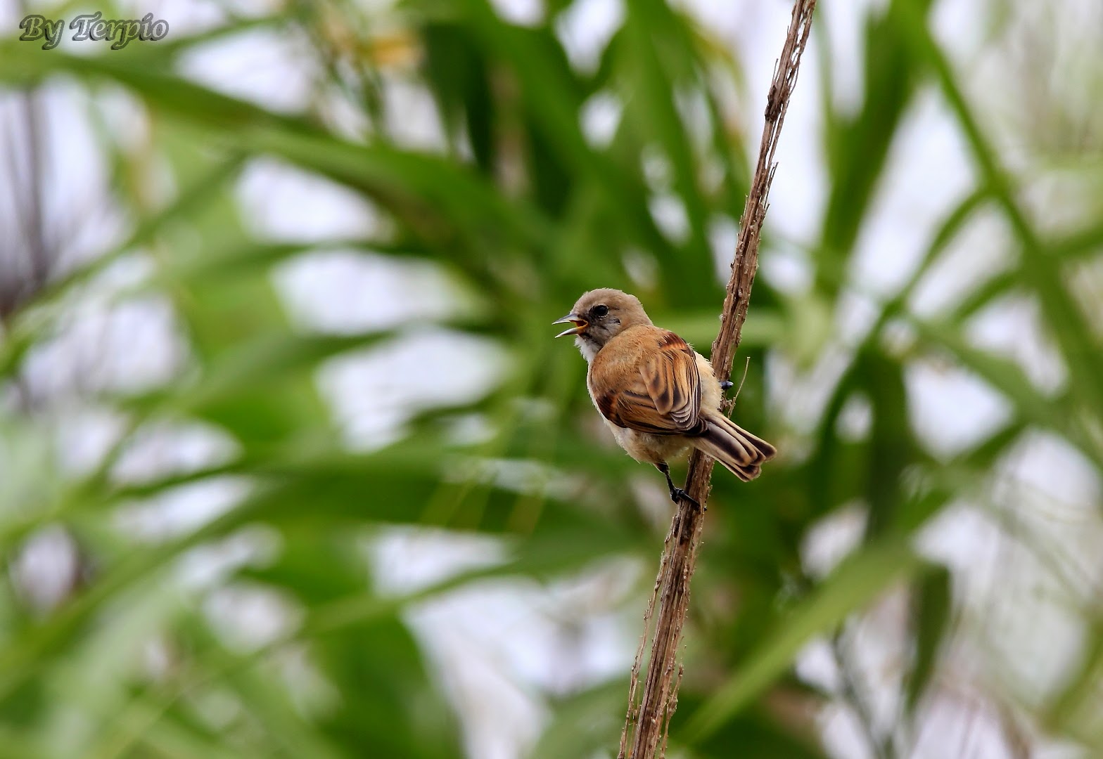 Viajes, Salidas, Naturaleza, (Fotografía).: Pájaro Moscón (Remiz ...