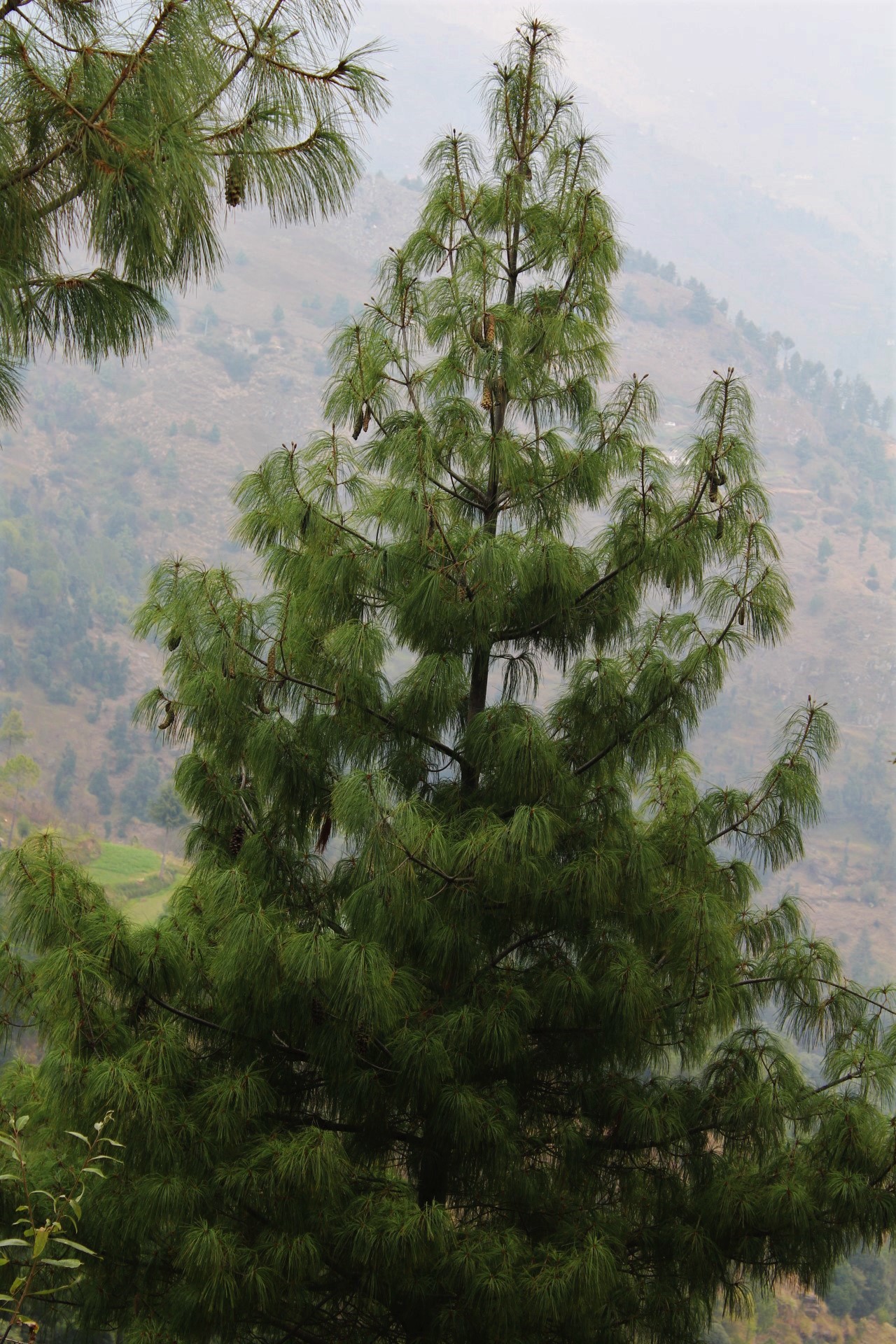 Instant Forestry - Forestry Mock Test: Indigenous Pines of India