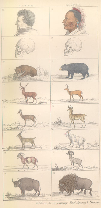 Until Darwin: Science and the Origins of Race: On Josiah Nott