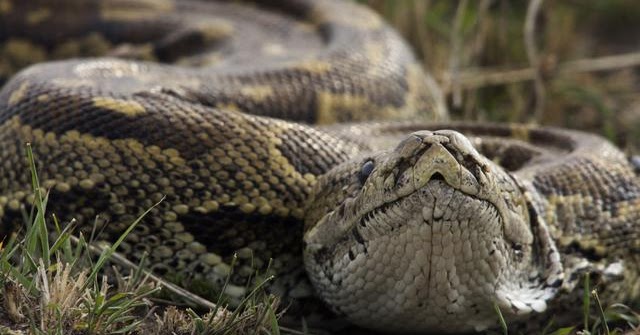The Joys of Reptile Keeping and Awesome Reptiles: African Rock Python ...