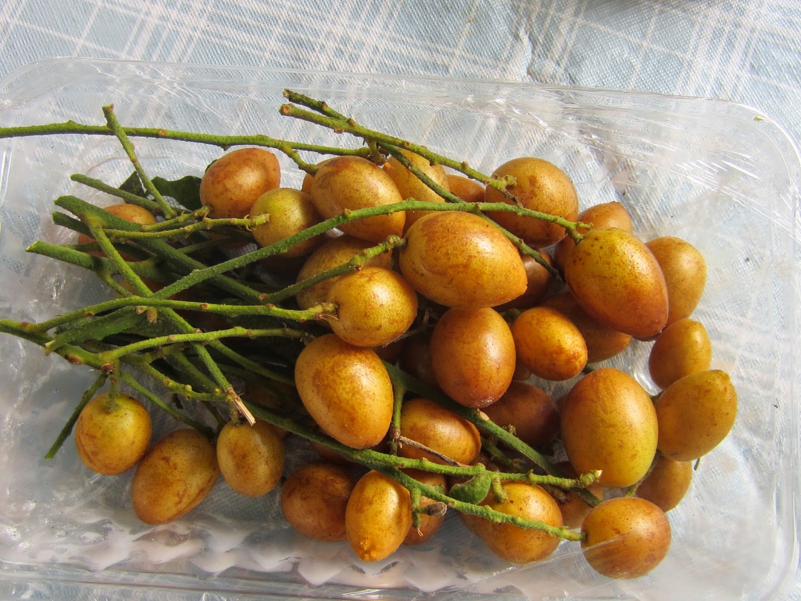 Hong Kong blog : An Englishman, his French wife + their Chow dog/1 ...