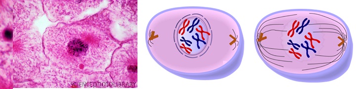 TecnoBio: Divisão celular - MITOSE