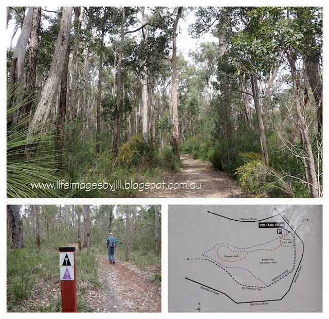 Life Images by Jill: Nannup wildflower walks - & The Lost Flowers of ...