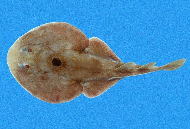 Artes de Pesca: VAMOS A PESCAR TORPEDINIFORMES (Rayas Electricas)