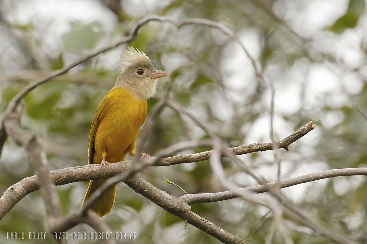 mis fotos de aves: Eucometis penicillata Tangara Cabecigris Gray-headed ...