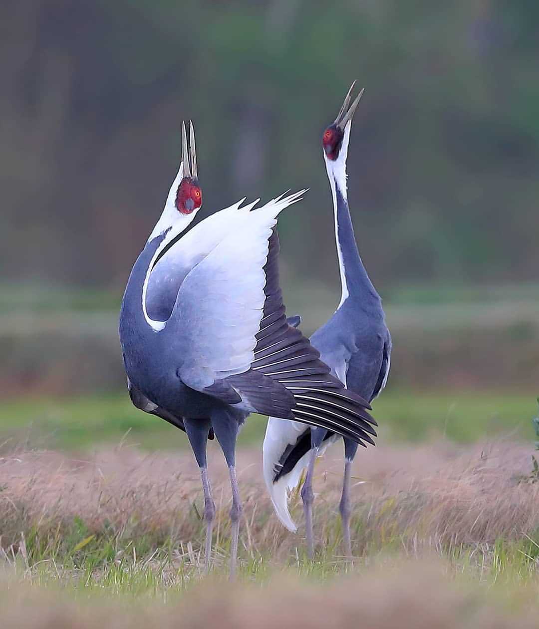 Some Favourite Things: Bird Photographer Chen Chengguang
