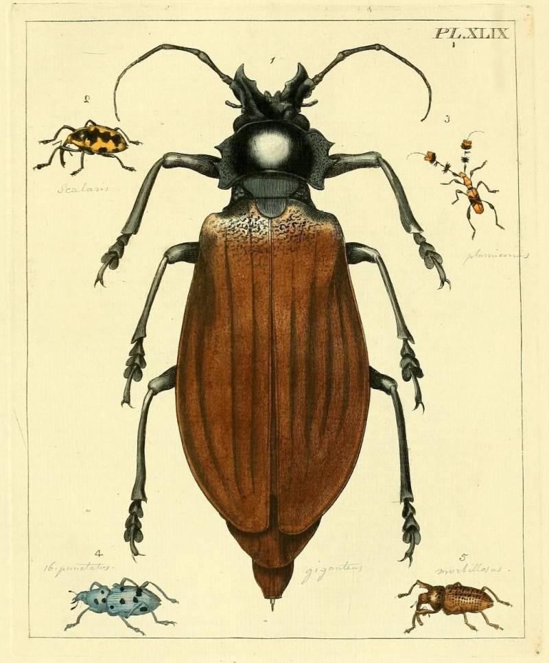 El Hurgador [Arte en la Red]: Recolección / Compilation (CLV-1 ...