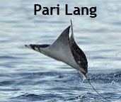 Anim Agro Technology: JENIS-IKAN PARI POPULAR