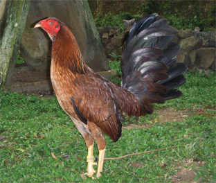 Gallos Y Galleros: Los Gallo Gallina.