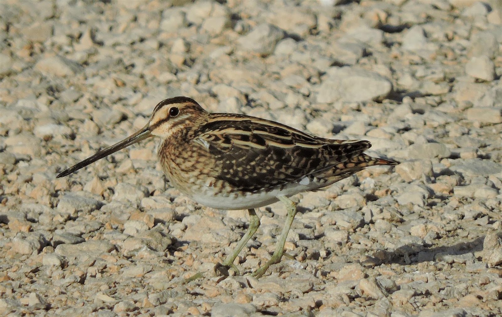 Buraimi | Focusing on Wildlife