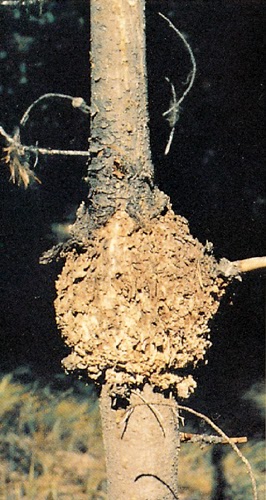 Lac Le Jeune - Life In Our Community: Western Gall Rust