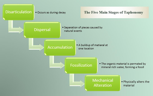 A Step Through History: Taphonomy