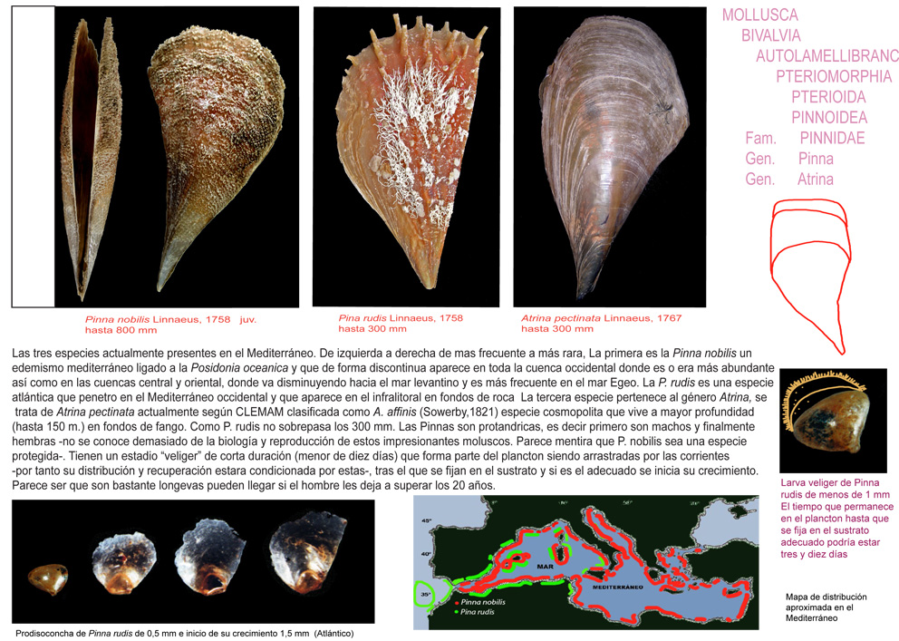 MALACOLOGÍA MEDITERRÁNEA: Pinna