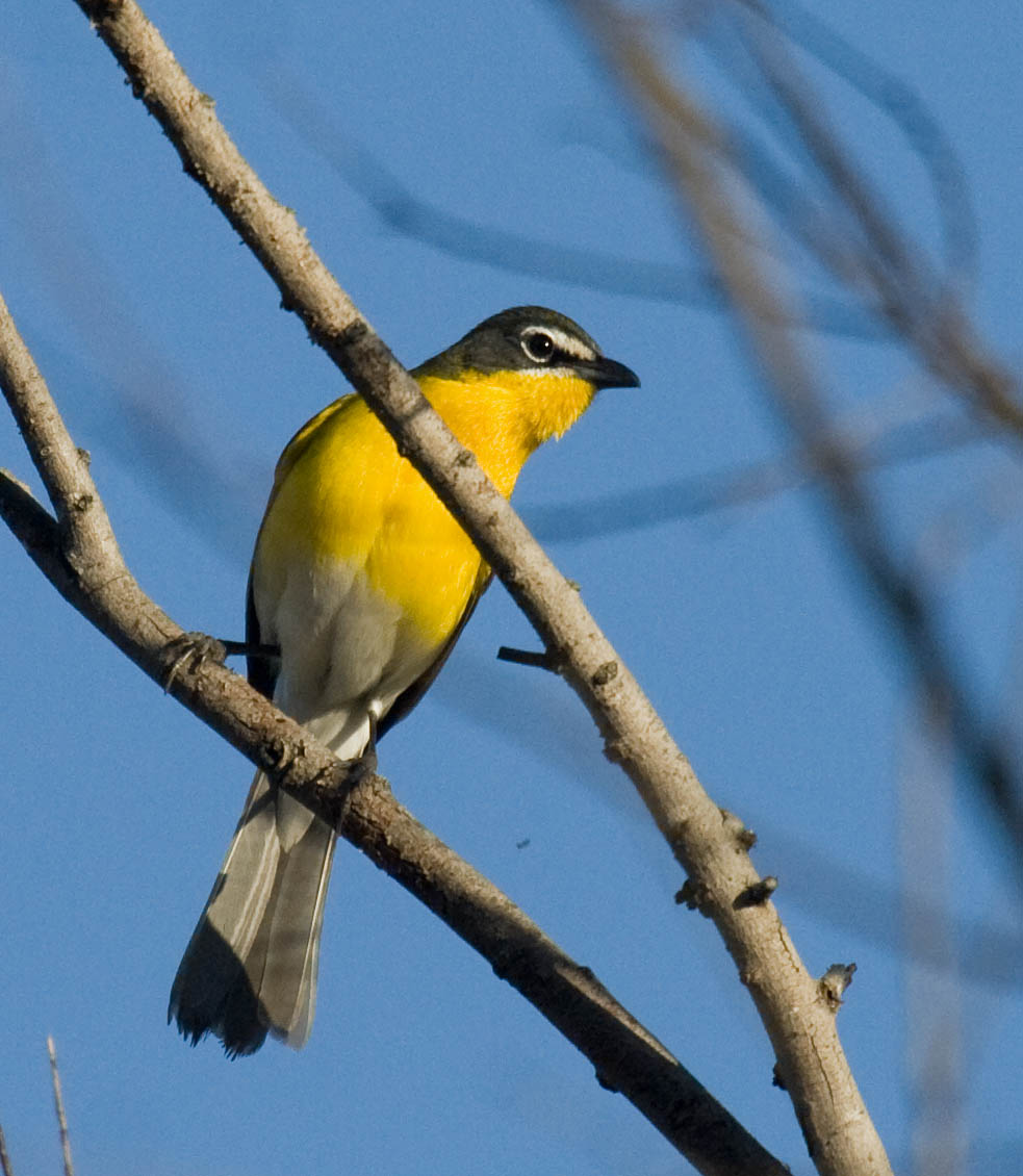 The bizarre song of the Yellow-breasted Chat - Greg in San Diego
