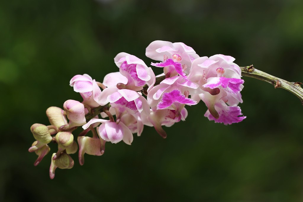 Aerides crispa care and culture | Travaldo's blog