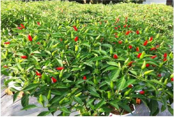 Jenis-Jenis Cabai - ARTWINO