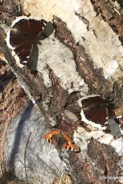 Merikaisla tuulessa : Perhosten kevätlentoja ja koivun mahlaa