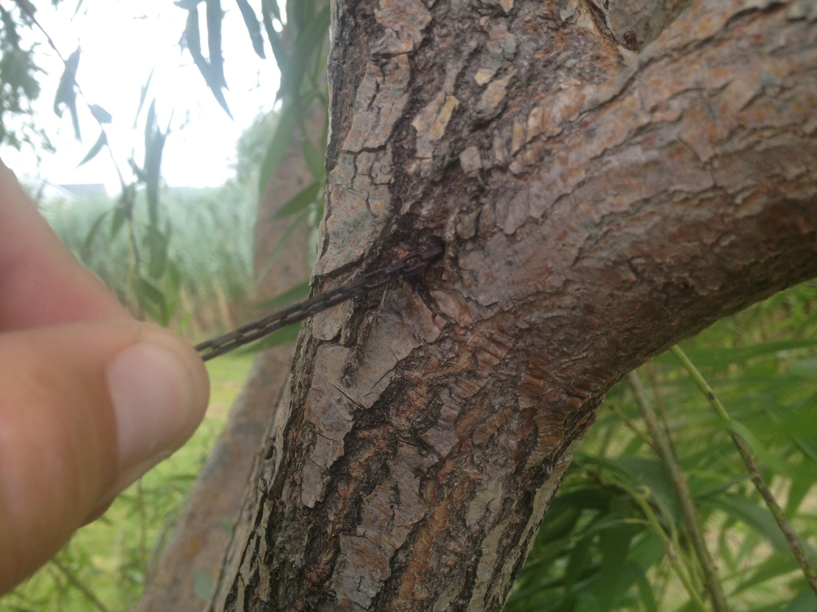 step off george: Tree Chain