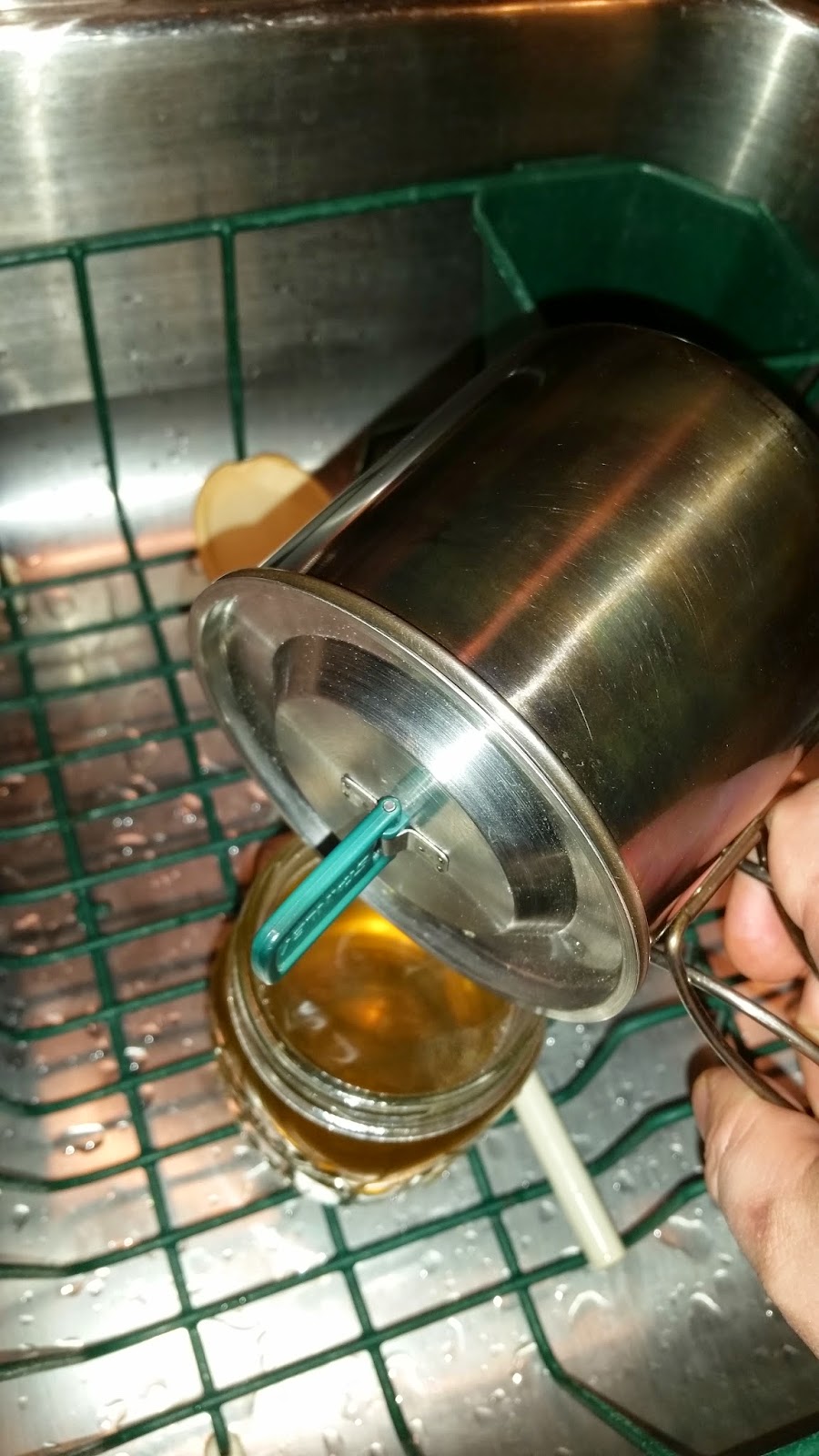 The 7 P's Blog: Wild Medicinal: Squaw Root (Conopholis Americana) - The ...