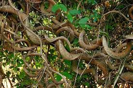 NATURAL MEDICINE: SYAMPU BELURU