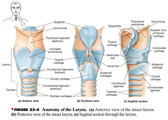[Materi] Organ-Organ Penyusun Sistem Pernapasan ~ ROFA Education Centre