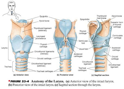 [Materi] Organ-Organ Penyusun Sistem Pernapasan ~ ROFA Education Centre